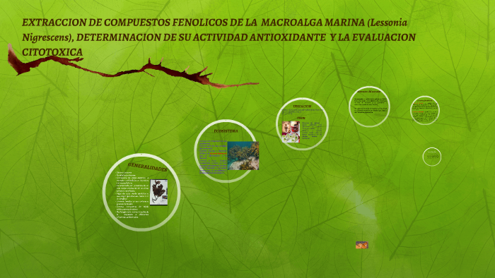 lessonia nigrescens by Brian Fernando zenteno pizarro on Prezi