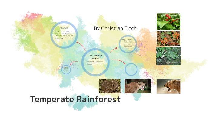 Temperate Rainforest by Christian Fitch on Prezi