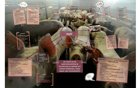 Der Streit um die Massentierhaltung in Deutschland in Hinbli by Laura ...