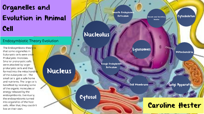Cell Project Organelles and Evolution: Animal Cell by Caroline Hester ...