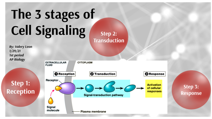 The 3 stages of Cell Signaling by Valery Leon on Prezi
