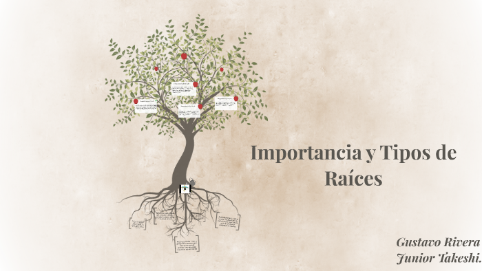 Raíz axonomorfa: esta está compuesta por una raíz que contie by Gustavo ...