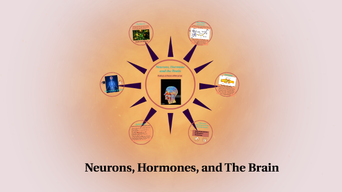 Neurons, Hormones, and The Brain by Lanita Reid on Prezi