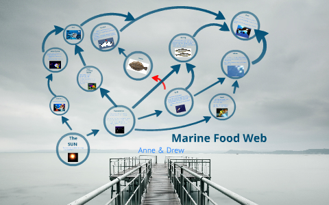 Marine Food Web by Anne Johnson on Prezi