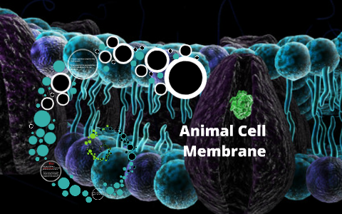 Animal Cell Membrane by Kimmie Tran on Prezi