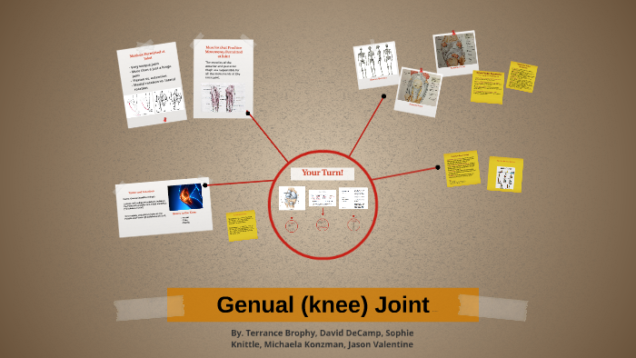 Genual (knee) Joint by Michaela Konzman on Prezi