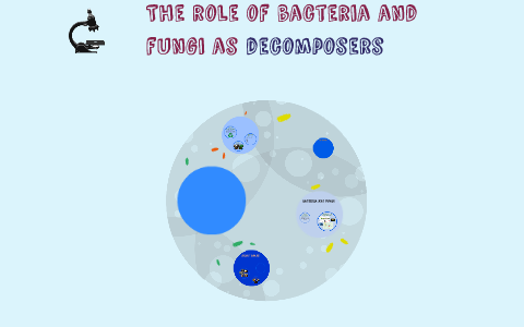 The role of Bacteria and Fungi as decomposers by V E on Prezi