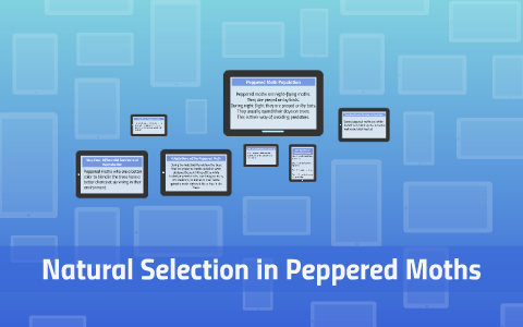 Natural Selection in Peppered Moths by Savannah Shepps on Prezi