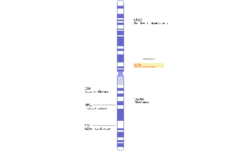 Human Chromosome Map: Adapted from NCBI by KENNETH RODRIGUES on Prezi