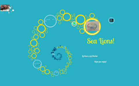 Sea Lion Adaptations by Macey and Marlee on Prezi