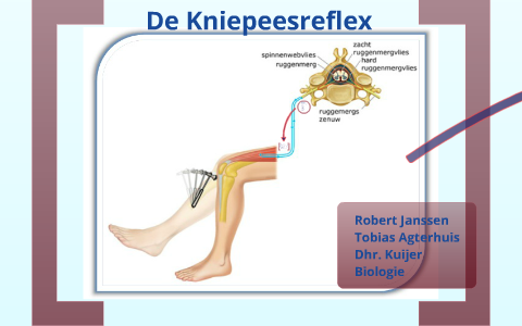 Kniepeesreflex by Robert Janssen on Prezi