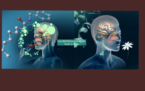 Los sentidos químicos: gusto y olfato – Fisiología