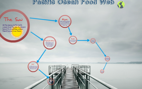 California Coast Pacific Ocean Food Web