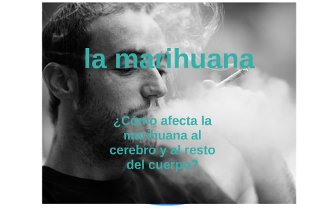Cómo Afecta La Marihuana Al Cerebro Y Al Resto Del Cuerpo By Diomedez