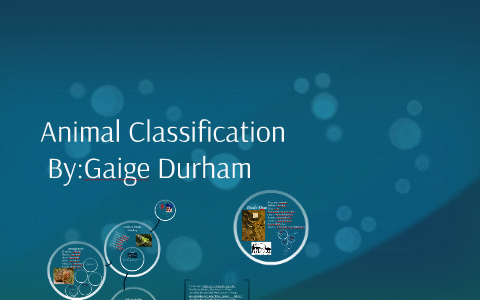 Animal Classification by gaige durham on Prezi