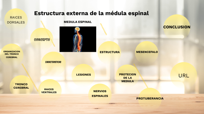 medula espinal JEFFERSON GARCIA by on Prezi