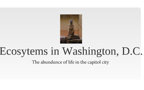 Ecosystems in Washington, D.C. by Finn L-N on Prezi