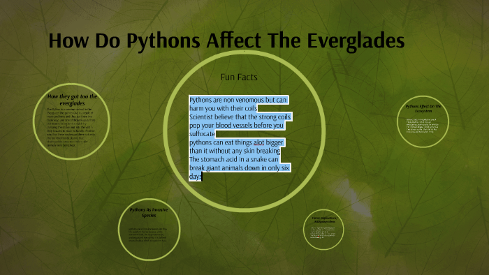 How Do Pythons Affect The Everglades by Tahj Hayden on Prezi