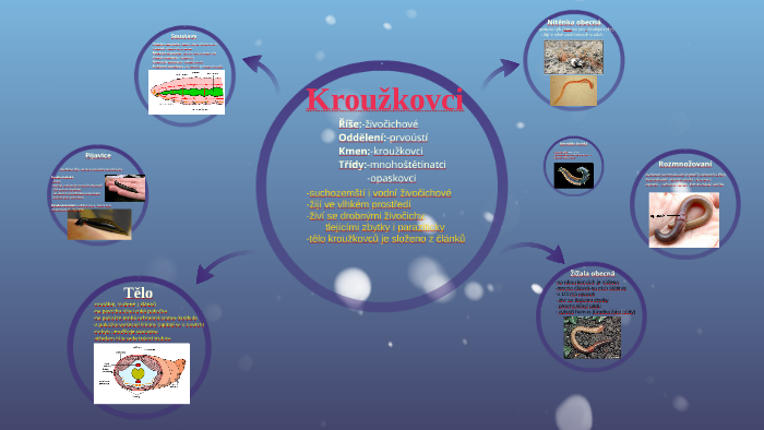 Kroužkovci by Lucie Krasulová on Prezi