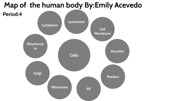 Prezi human body map by Emily Acevedo on Prezi