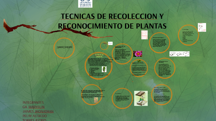 TECNICAS DE RECOLECCION Y RECONOCIMIENTO DE PLANTAS by jhonathan jaimes ...