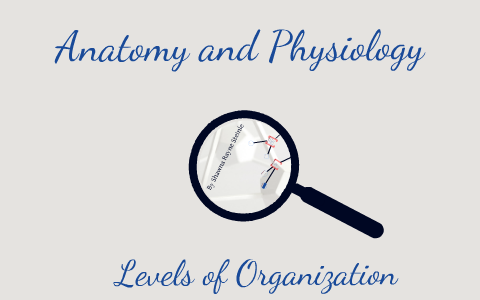 Anatomy and Physiology The Levels of Organization by Shawna Steinle on ...