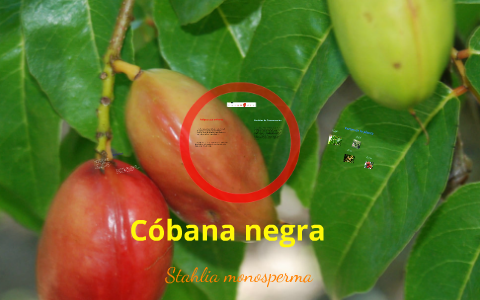 Stahlia monosperma by Marieangely Berrios on Prezi Next