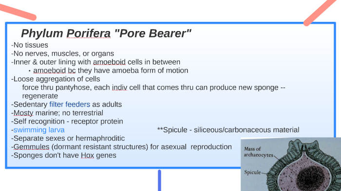 Phylum Porifera "Pore Bearer" by Katherine Benitez on Prezi