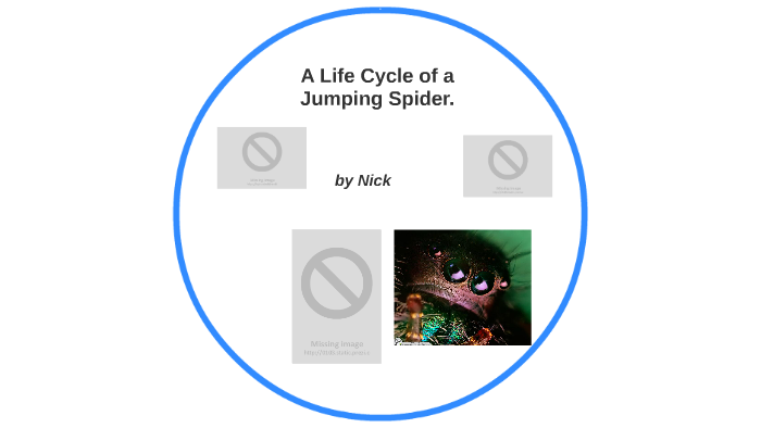 a life cycle of a jumping spider. by Nick highland on Prezi