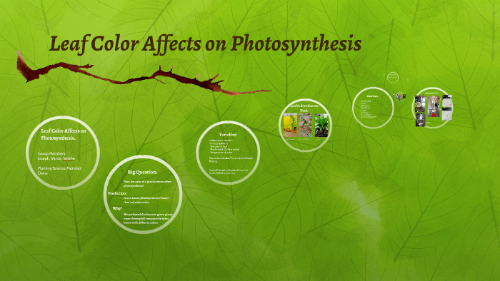 Leaf Color Affects on Photosynthesis by Joseph Mazariegos on Prezi