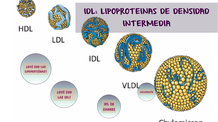 IDL by Arizbeth Ortiz on Prezi