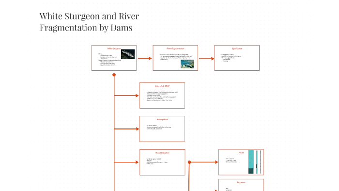 White Sturgeon and River Fragmentation by Dams by on Prezi