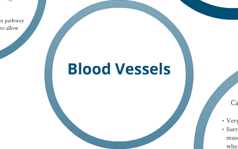 Blood Vessels by Toby Overton on Prezi