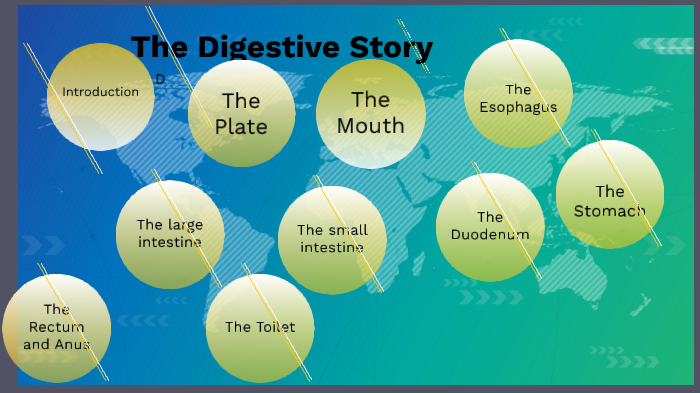 The Digestive System Story by Edward Mulheren on Prezi