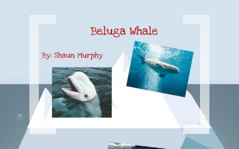 Beluga Whale by Shaun Murphy on Prezi