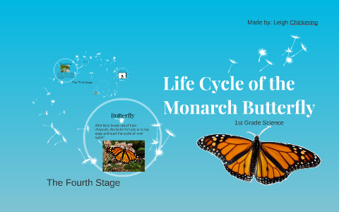 Life Cycle of the Monarch Butterfly by Leigh Chickering on Prezi