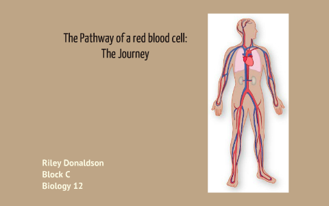 Pathway of a Red Blood Cell by Riley Donaldson on Prezi