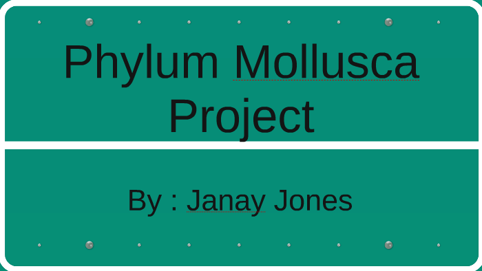 Phylum Mollusca Project by janay jones