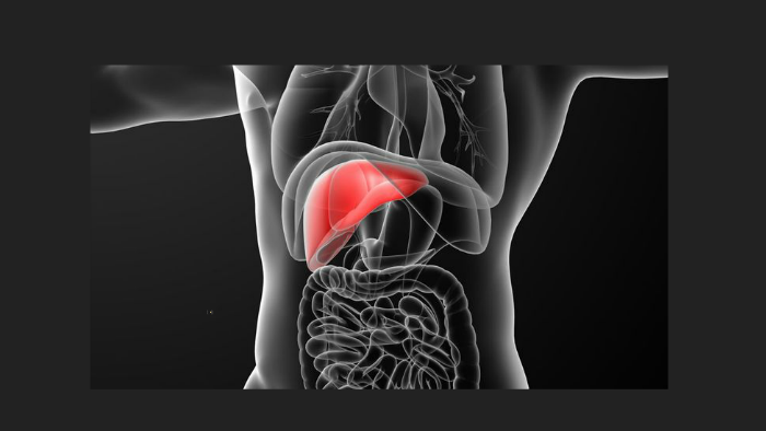 The liver represents the human body’s primary filtration sys by ING ...