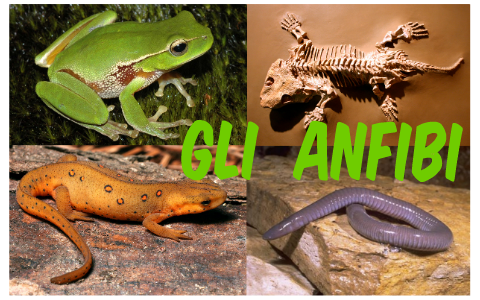 GLI ANFIBI by alessia santi on Prezi