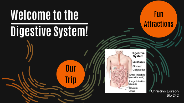 Digestive System Tour by Christina Larson on Prezi