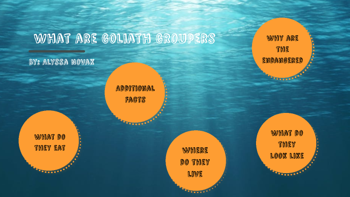Goliath Groupers by Alyssa Novak on Prezi