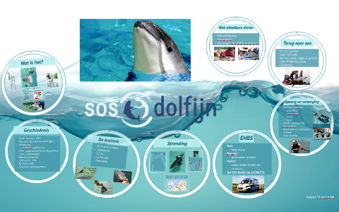 SOS DOLFIJN by Valerie Groenendyk on Prezi