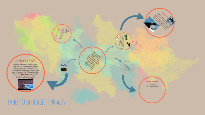 evolution of killer whales by lauren hutcheson