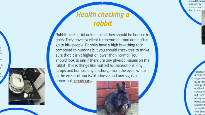 Health checking a rabbit by Justene Morse on Prezi
