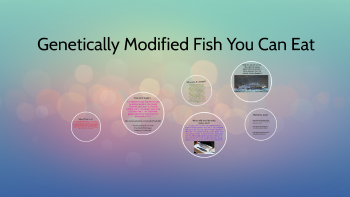 Genetically Modified Fish You Can Eat by paddy seery on Prezi