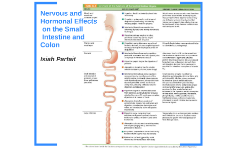 Nervous and Hormonal Effects on the Small Intestine and Colon by Isiah ...