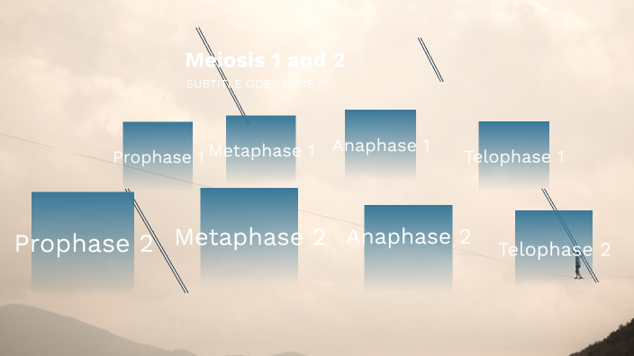 Meiosis Cell Cycle by Anna Kmita on Prezi