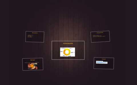 ontwerpcyclus by bart driessen on Prezi