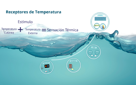Receptores de Temperatura by Massiel Marquez on Prezi